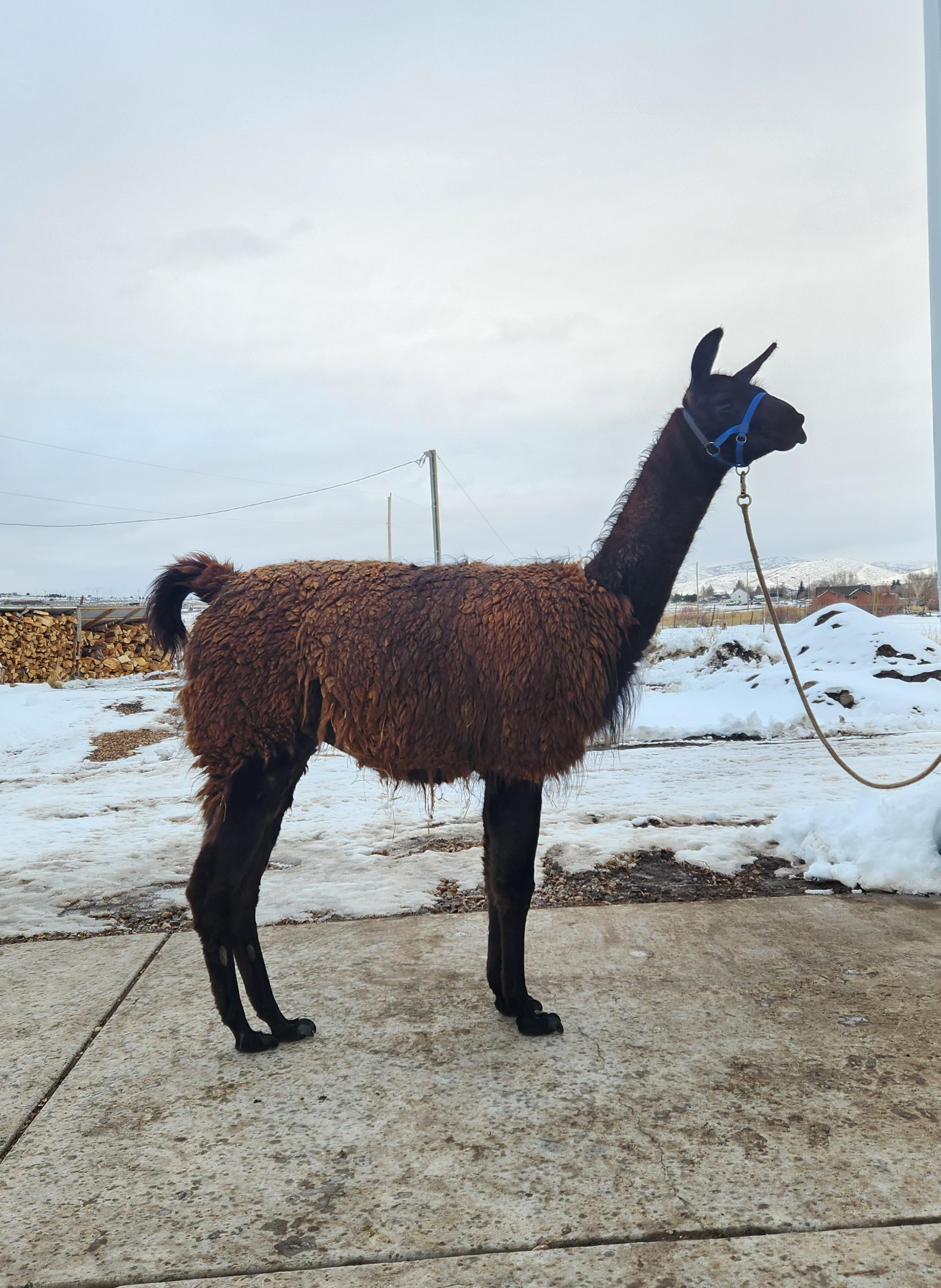 Studs – Thunder Ridge Pack Llamas